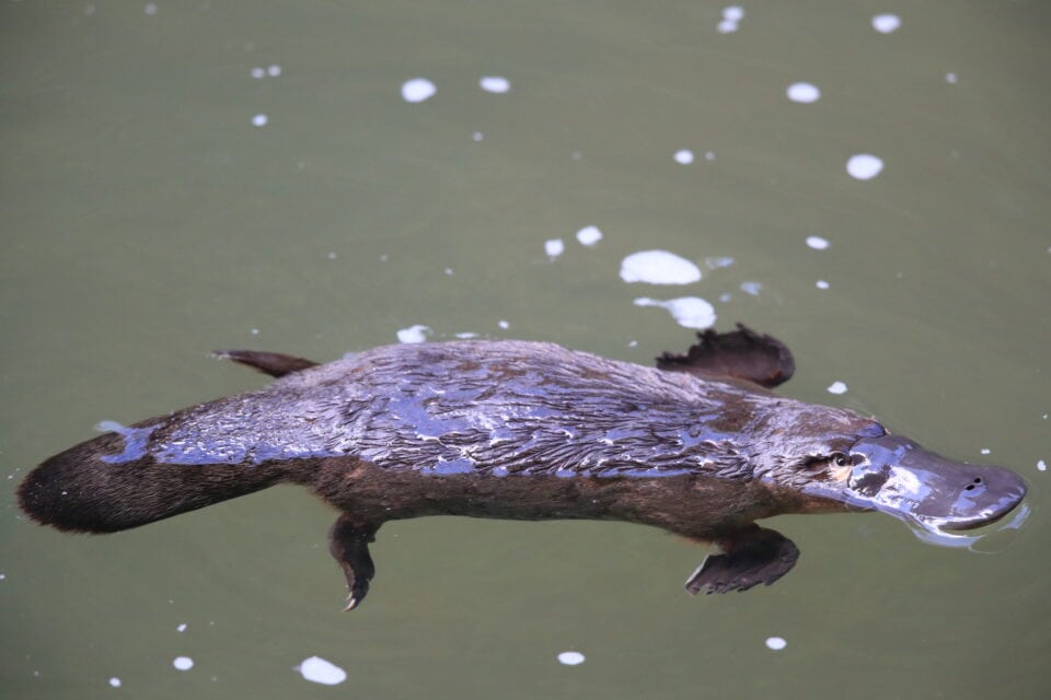 10 Curious Facts About the Egg-Laying Platypus - Animals Around The Globe