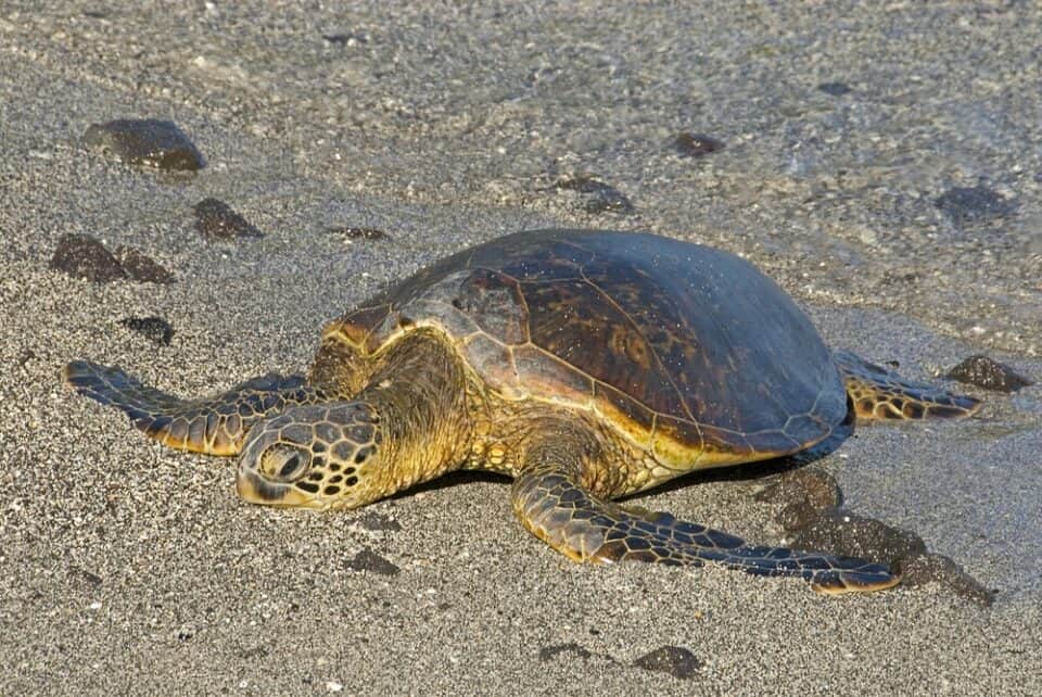 Hawaii Ancient Green Sea Turtle Still Thrives in Island Waters ...