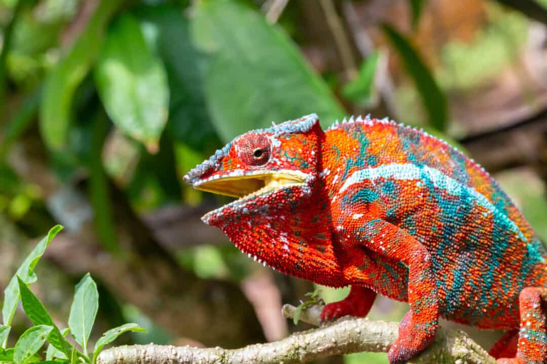 The Lizard That Changes Colors With Its Mood - Animals Around The Globe