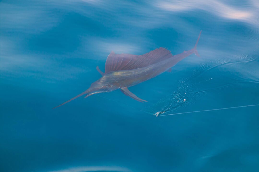 The Sailfish A Fast Swimmer That Defies the Ocean’s Currents - Animals ...