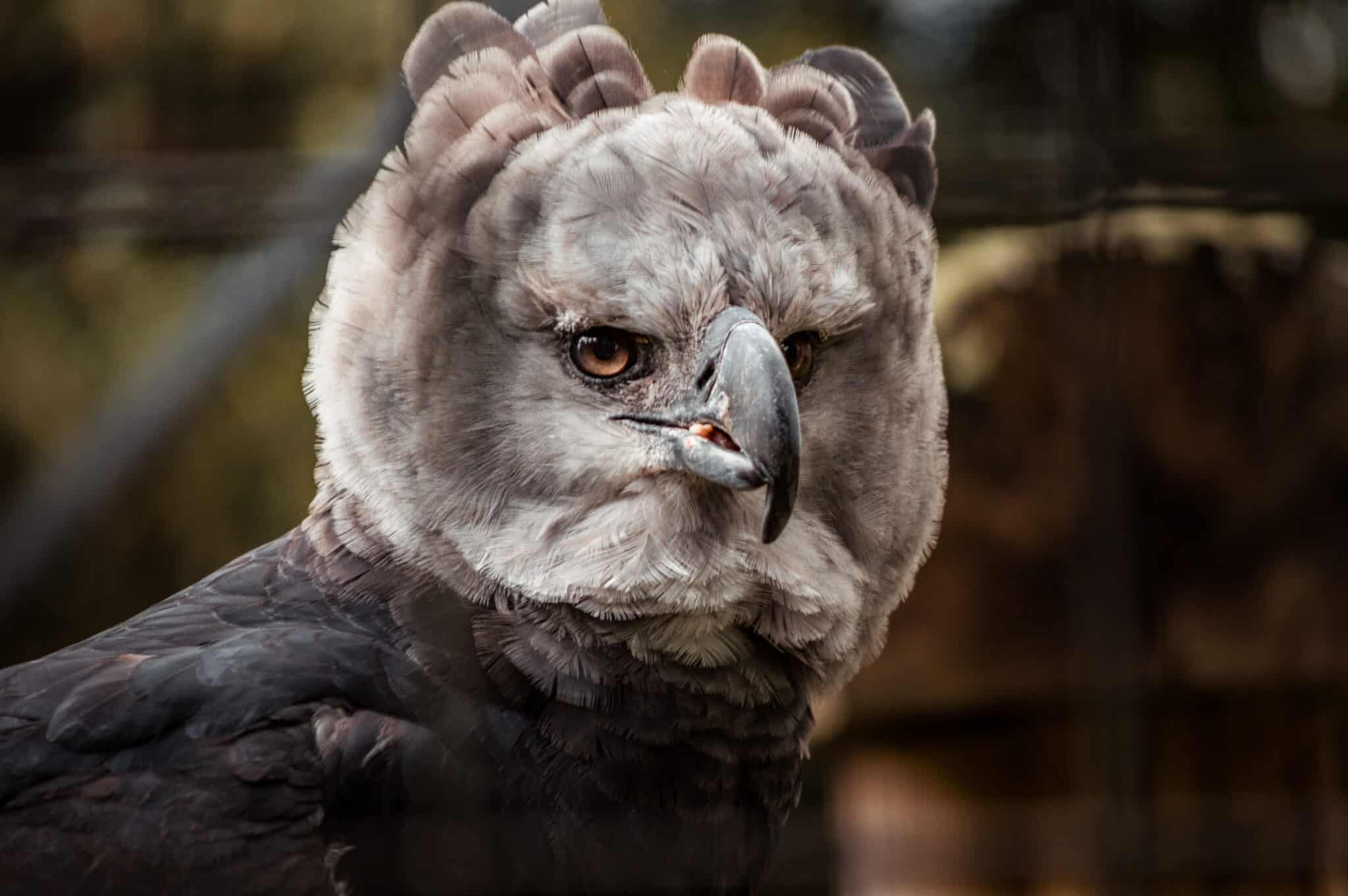 13 Jungle Giants That Rule the Rainforest - Animals Around The Globe
