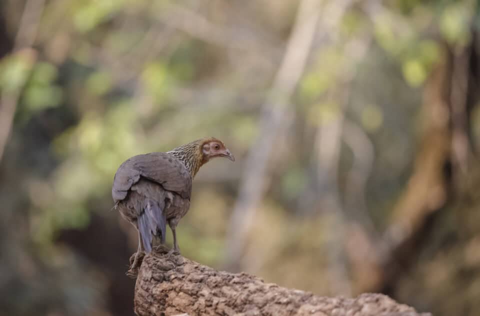 The Lyrebird Nature’s Master Mimic - Animals Around The Globe