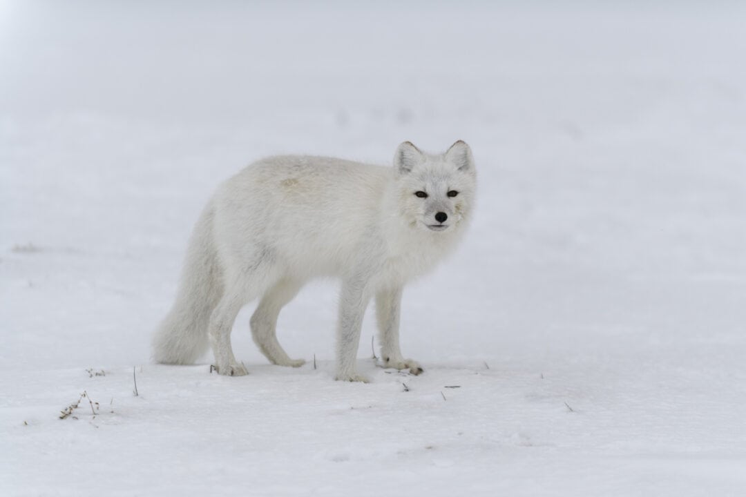 How Arctic Foxes Use Their Ears to Locate Hidden Prey Under Snow ...