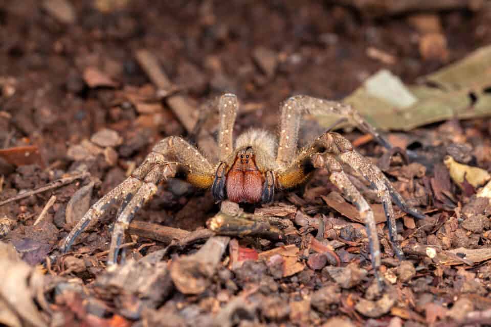 20 Most Fascinating Spiders Found Around the World - Animals Around The ...
