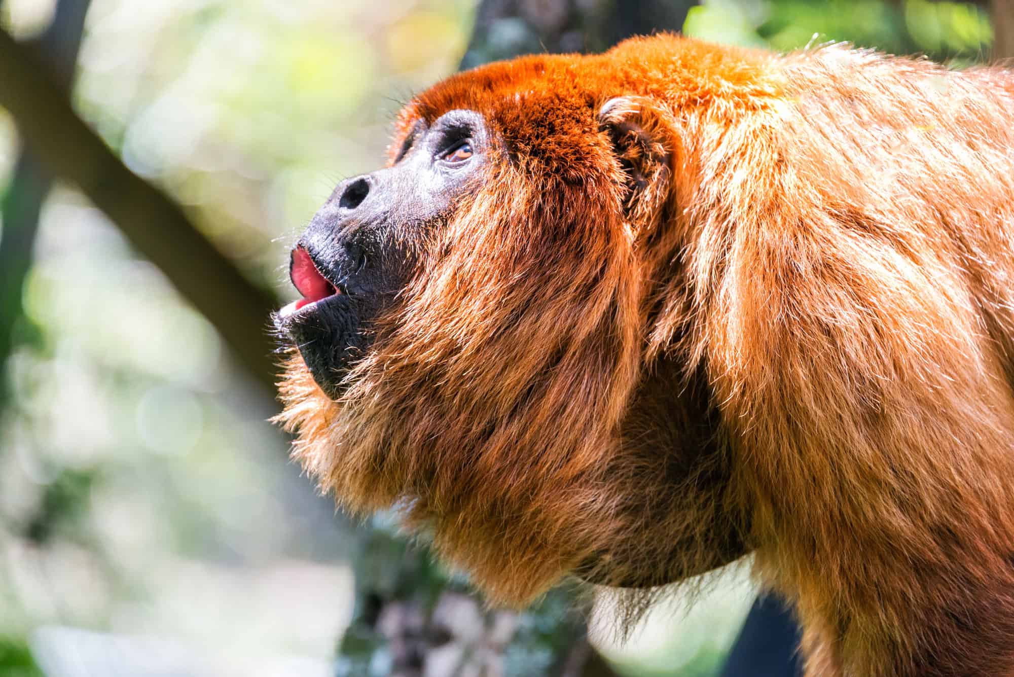 Howler Monkeys Got the Loudest Voice in the Jungle - Animals Around The ...