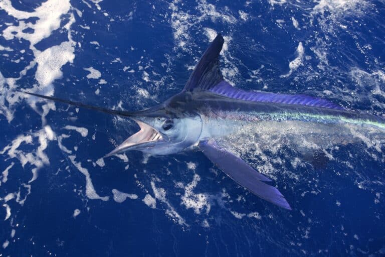 The 14 Fastest Animals on Earth That Will Leave You in Awe - Animals ...