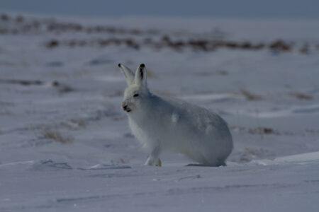 12 Wild Animals That Thrive in Extreme Cold - Animals Around The Globe