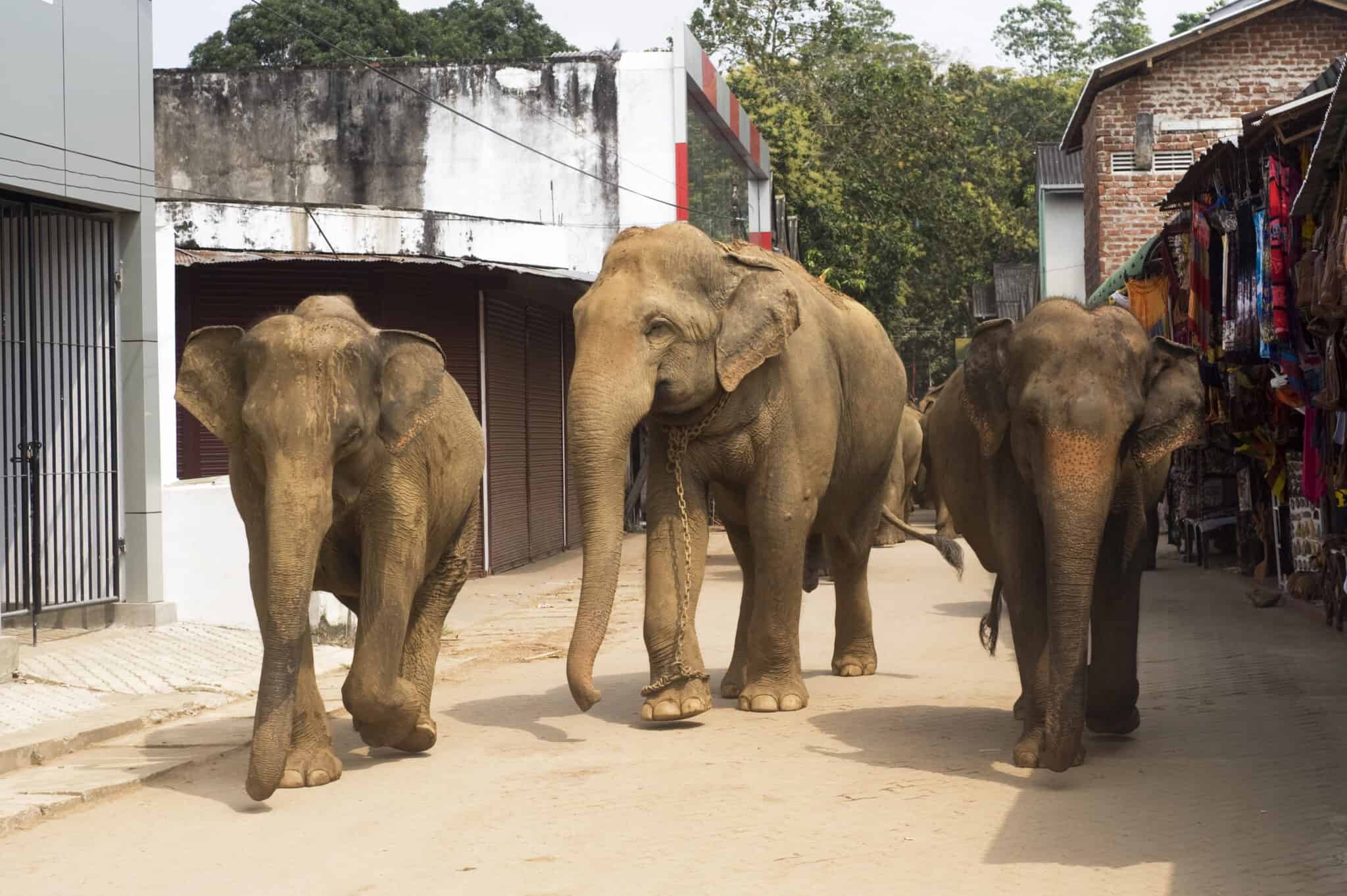 20 Animals That Could Disappear in the Next 50 Years - Animals Around ...