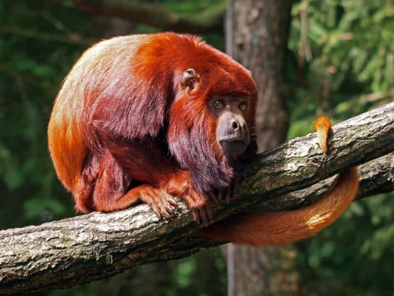 Howler Monkeys Got the Loudest Voice in the Jungle - Animals Around The ...