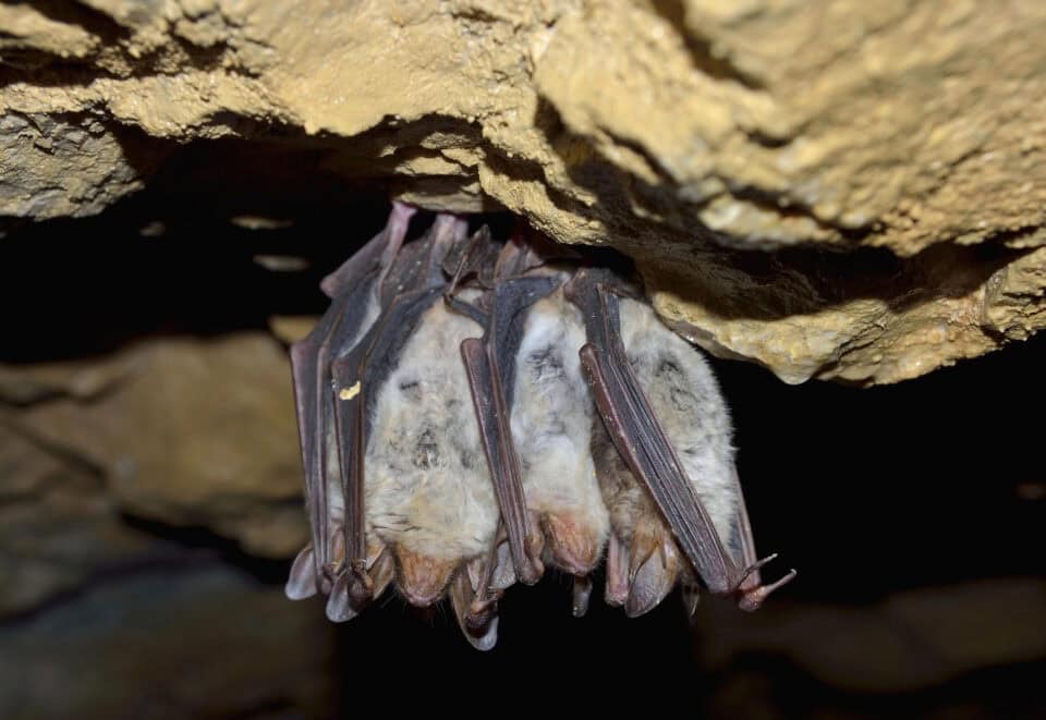 Are Bats Really Blind? The Truth Will Surprise You - Animals Around The ...