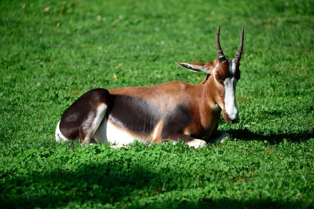 How the Antelope Can Sprint Faster Than Most Predators - Animals Around ...