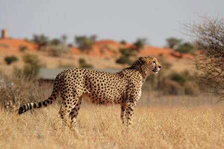 Top 10 Animals and Wildlife in the Sahara Desert - Animals Around The Globe