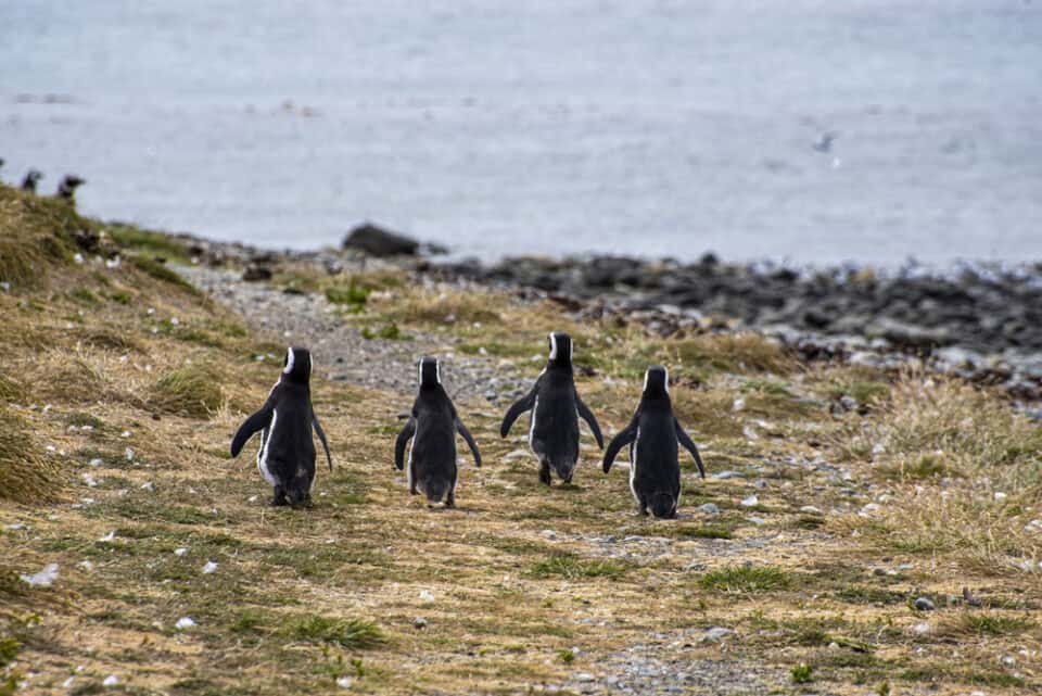 Why Do Penguins Waddle? - Animals Around The Globe