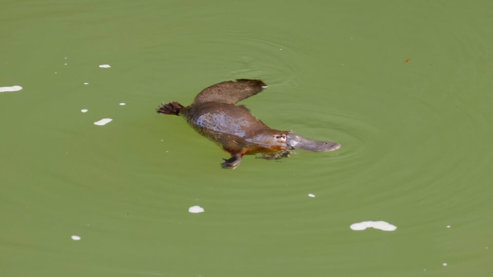 10 Fascinating Facts About the Platypus - Animals Around The Globe