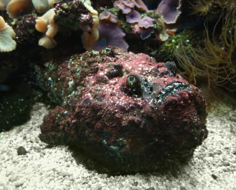 The Stonefish: The Ocean's Silent Killer