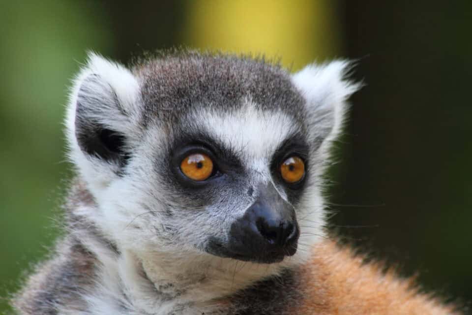 13 Animals Only Found on One Island - Animals Around The Globe