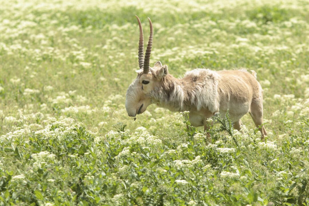 Why the Saiga Antelope’s Nose Is Nature’s Air Filter - Animals Around ...
