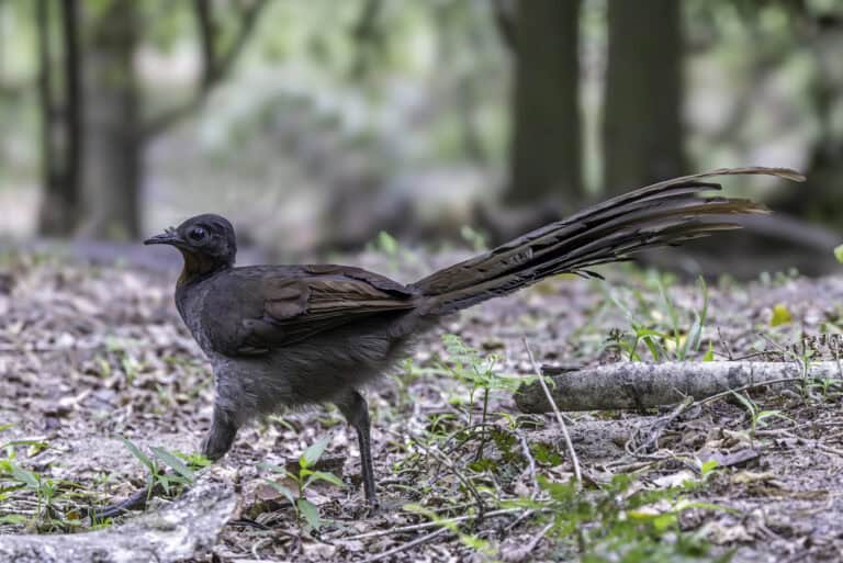 The Lyrebird Nature’s Master Mimic - Animals Around The Globe