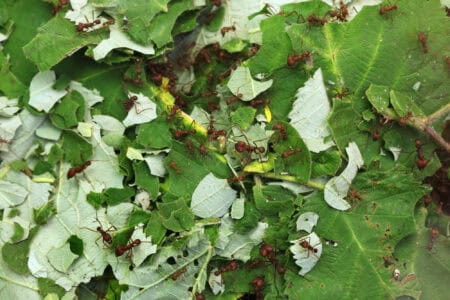 Leafcutter Ants: A Look at Their Complex Mating and Reproduction System ...