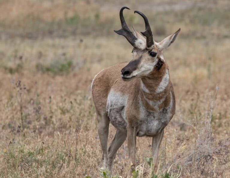 Top 10 Animals and Wildlife in the Sahara Desert - Animals Around The Globe