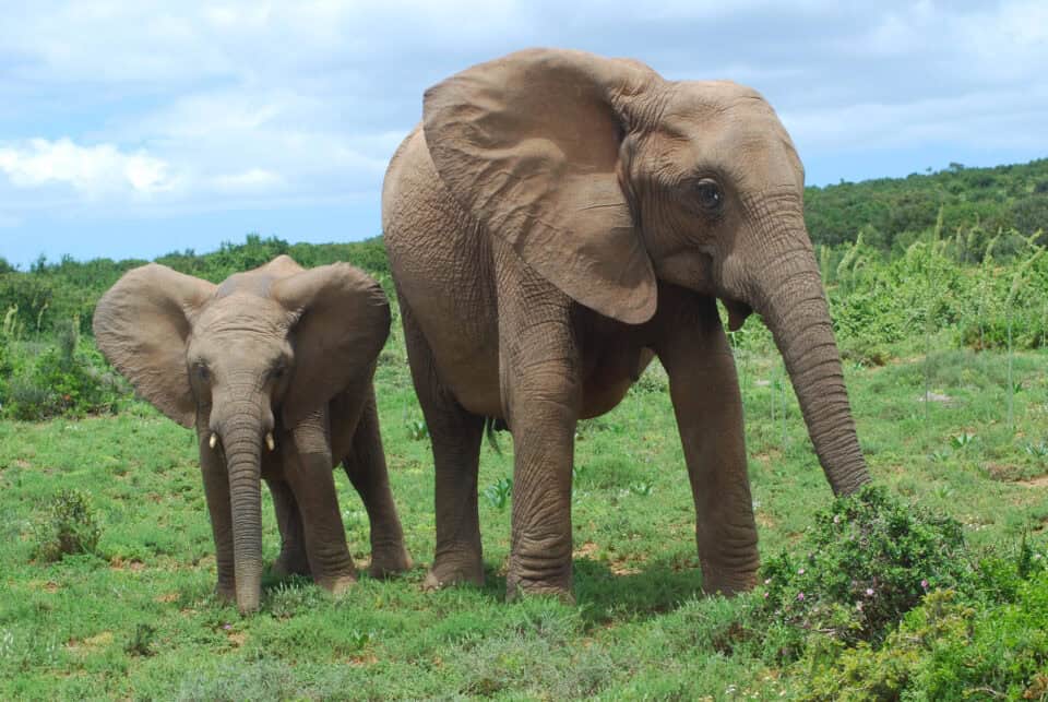Elephants Never Forget, But Science Just Discovered How Their Memory ...