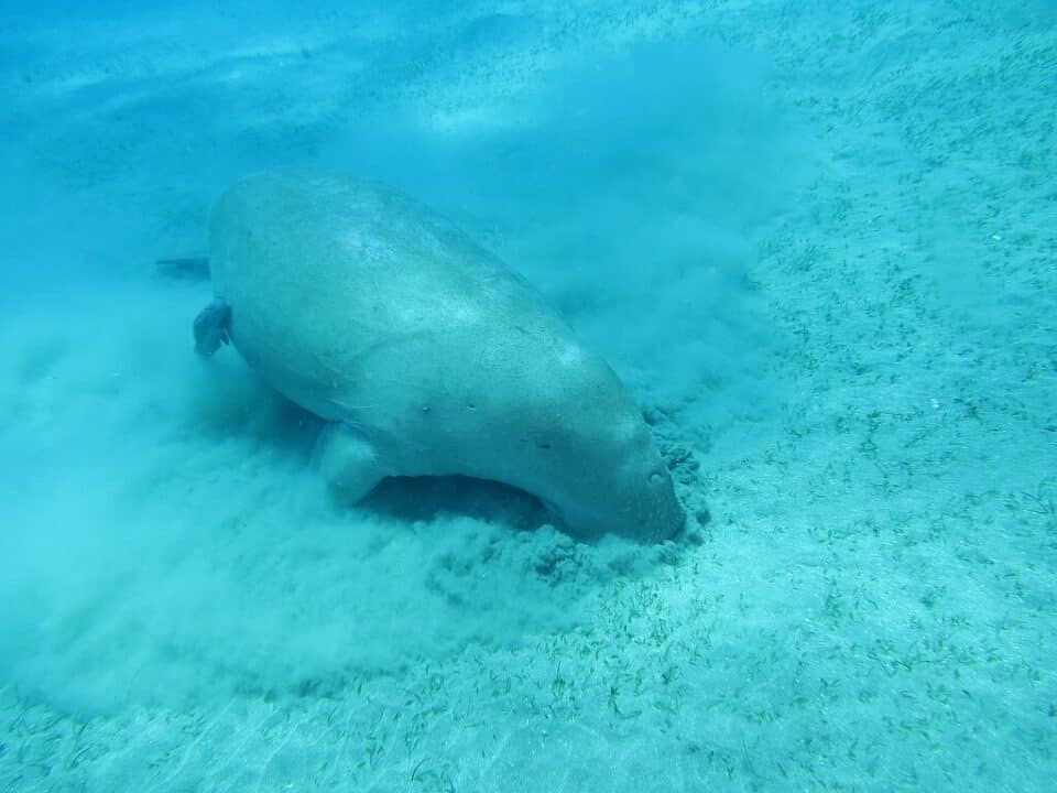 Dugongs and Their Slow Mating Rituals in the Ocean - Animals Around The ...
