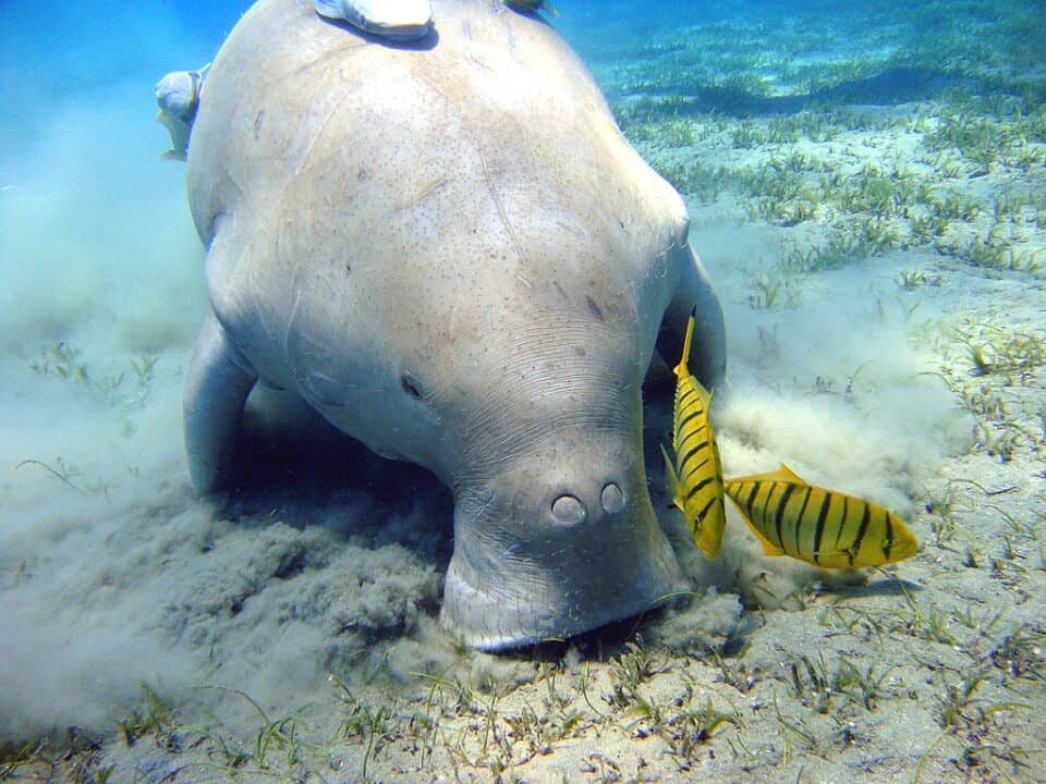 Dugongs and Their Slow Mating Rituals in the Ocean - Animals Around The ...