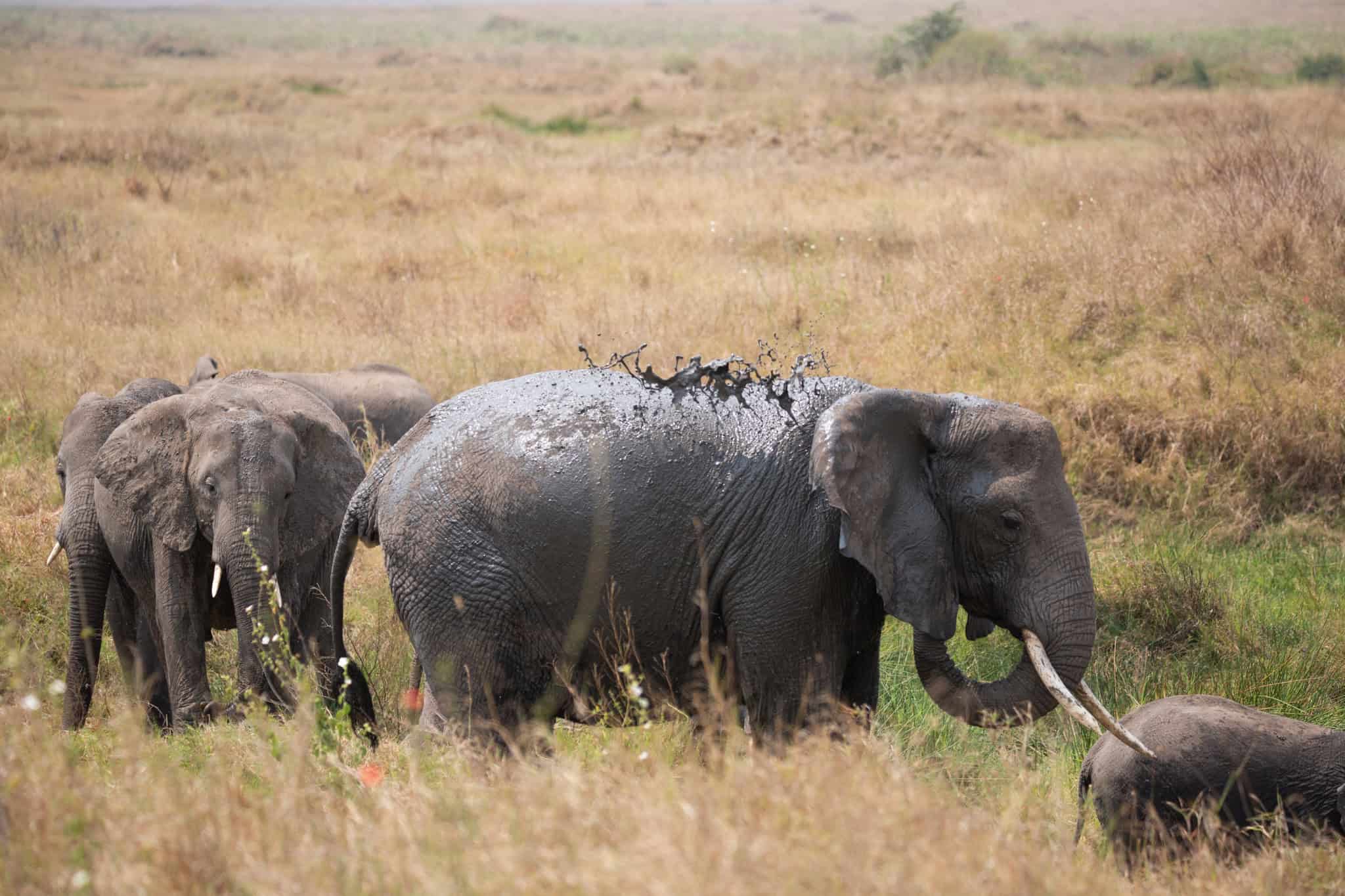 Elephants Never Forget, But Science Just Discovered How Their Memory ...