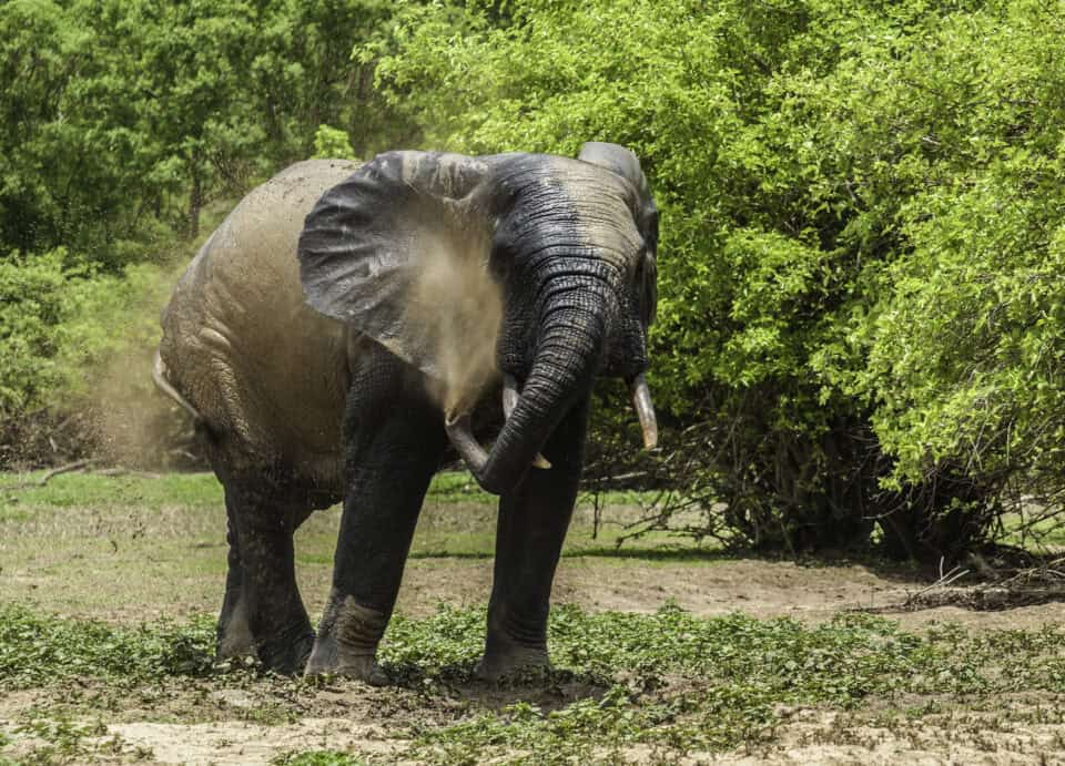 Why Do Elephants Use Dirt as Sunscreen?