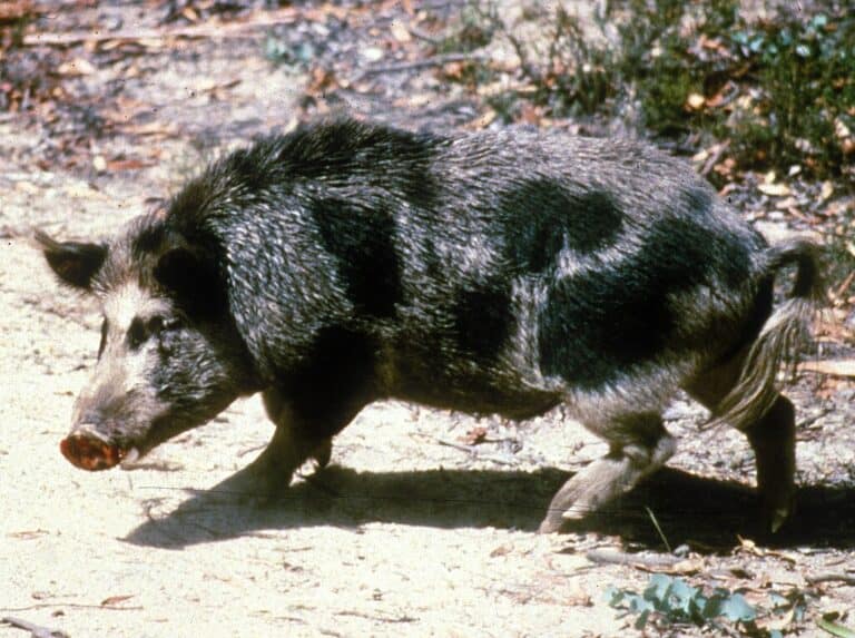 Feral Pigs Are Taking Over the US—Here’s What You Need to Know ...