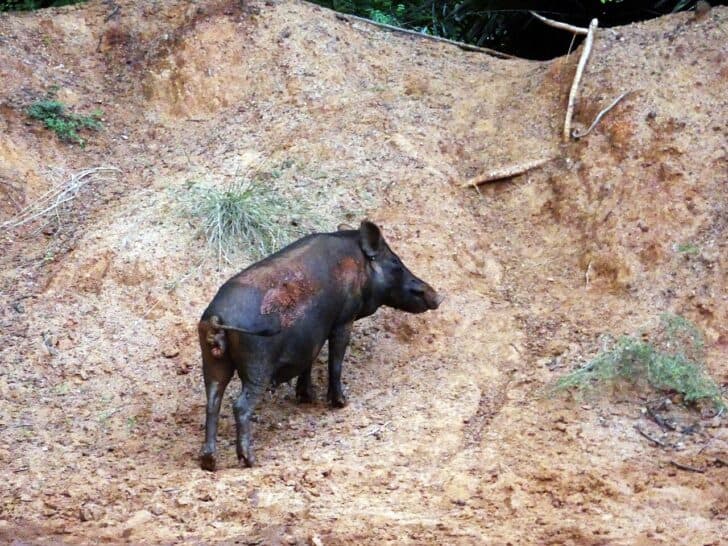 Feral Pigs Are Taking Over the US—Here’s What You Need to Know ...