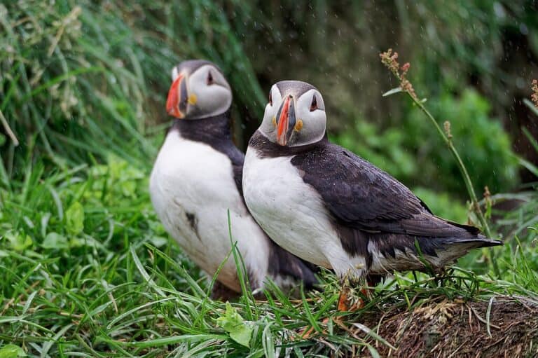 Where to See Puffins Nesting in the United States
