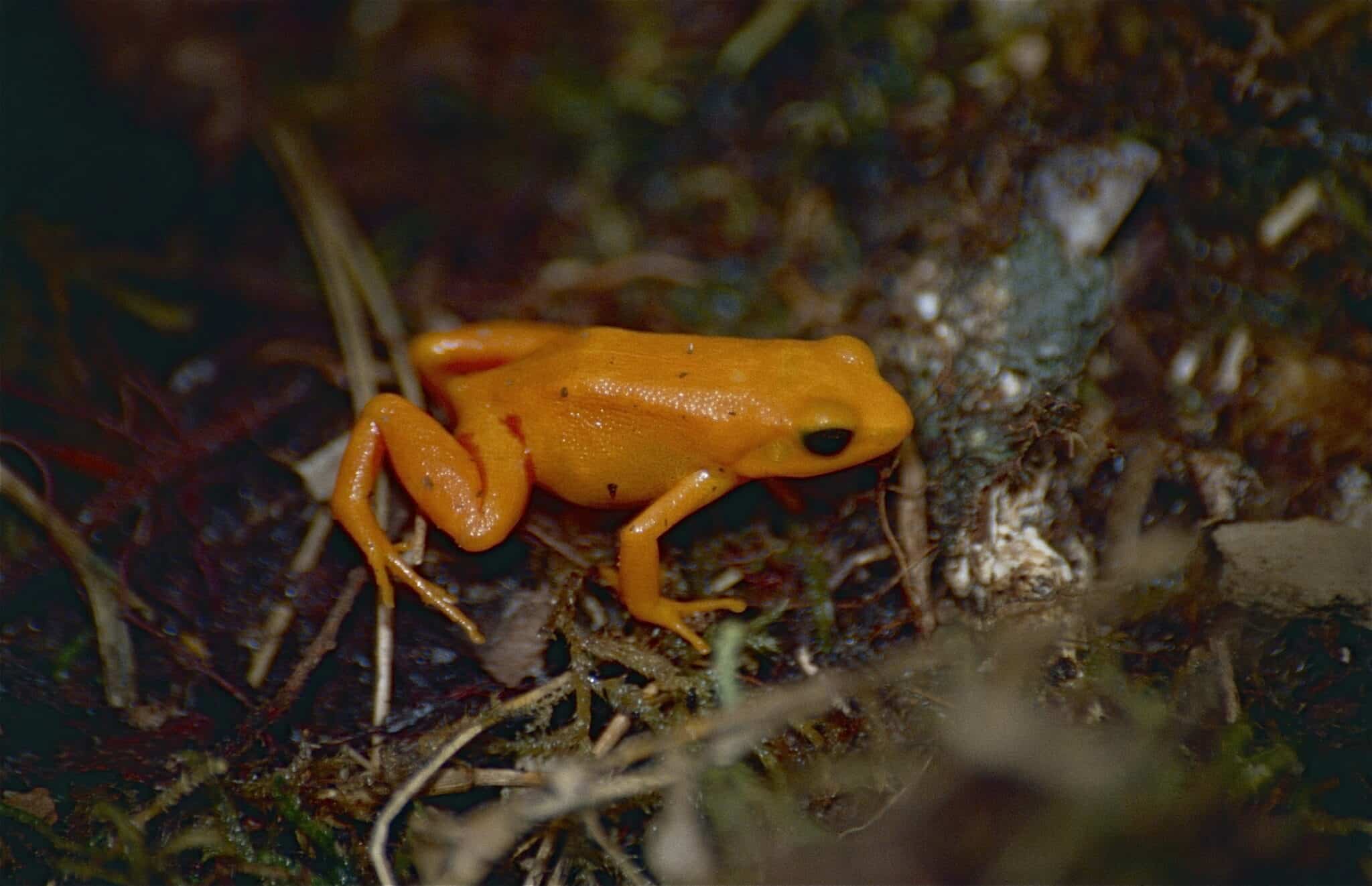 The Tiny but Lethal Golden Poison Dart Frog - Animals Around The Globe