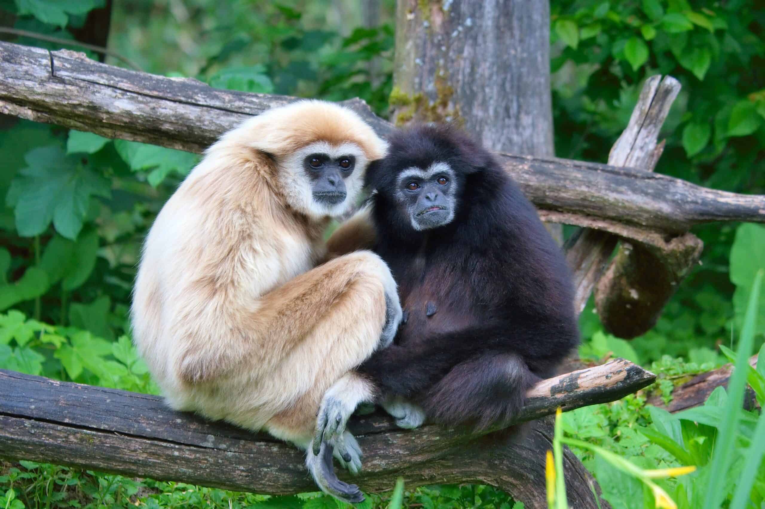 10 Animals That Mate for Life - Animals Around The Globe