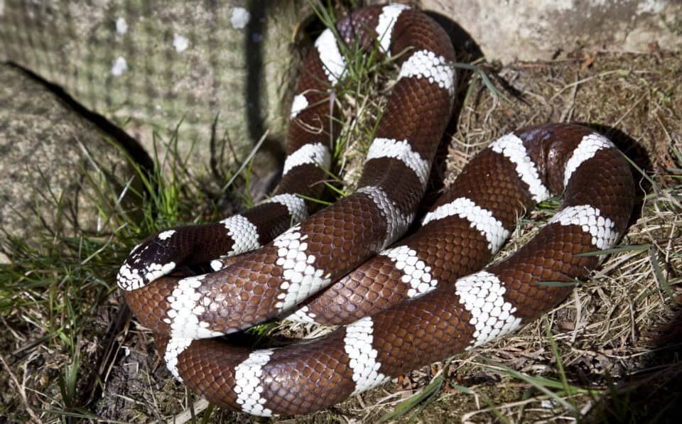 How King Snakes Hunt and Devour Venomous and Non-Venomous Snakes Alike
