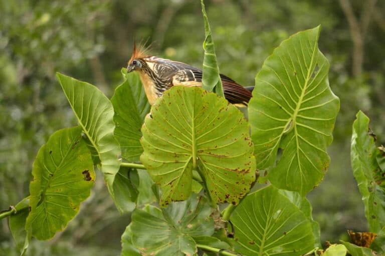 Why the Hoatzin Is Known as the 'Stinkbird - Animals Around The Globe