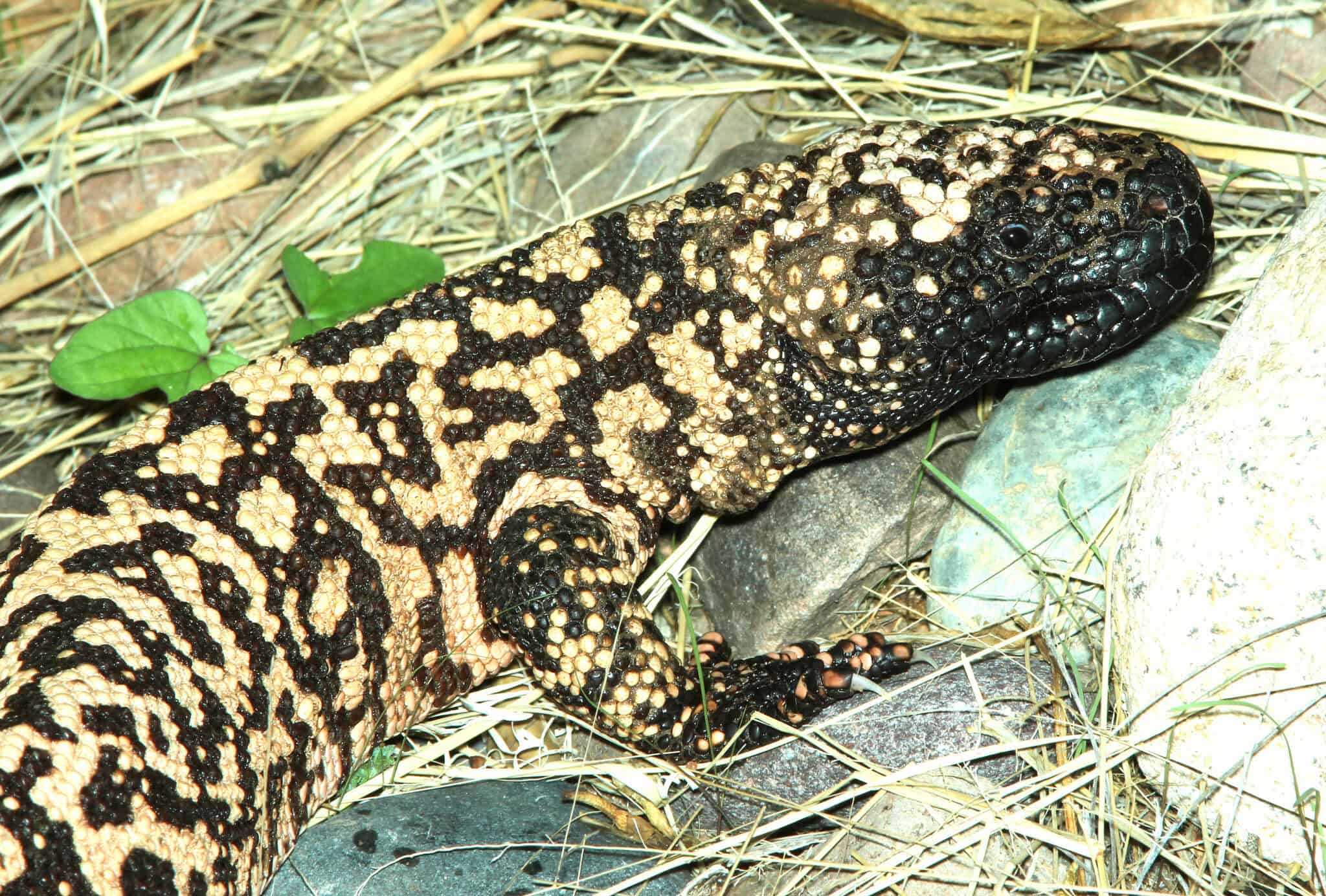 Meet the Arizona Gila Monster – The Most Venomous Lizard in the US