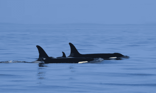 Orcas Have Regional Accents - Animals Around The Globe