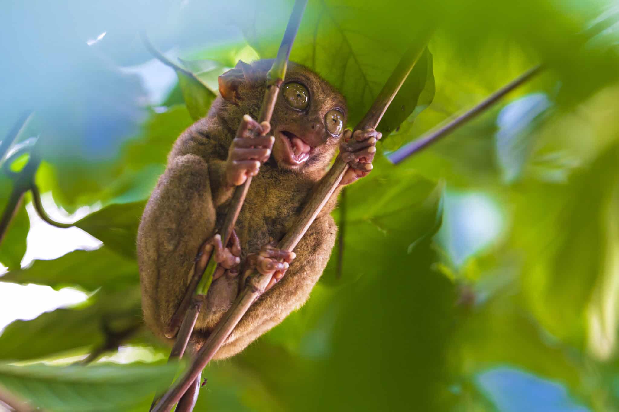 30 Cutest Animals You Did not Know Existed - Animals Around The Globe