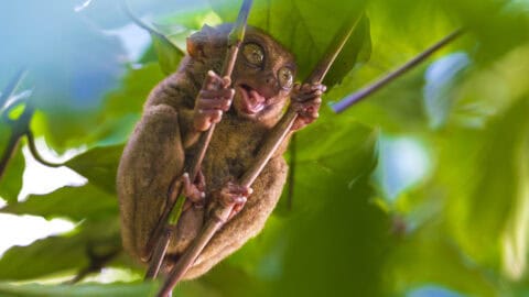 Breaking Animal News, Facts and Videos