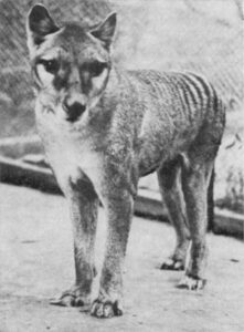 The Extinct Thylacine: Australia’s ‘Tasmanian Tiger - Animals Around ...