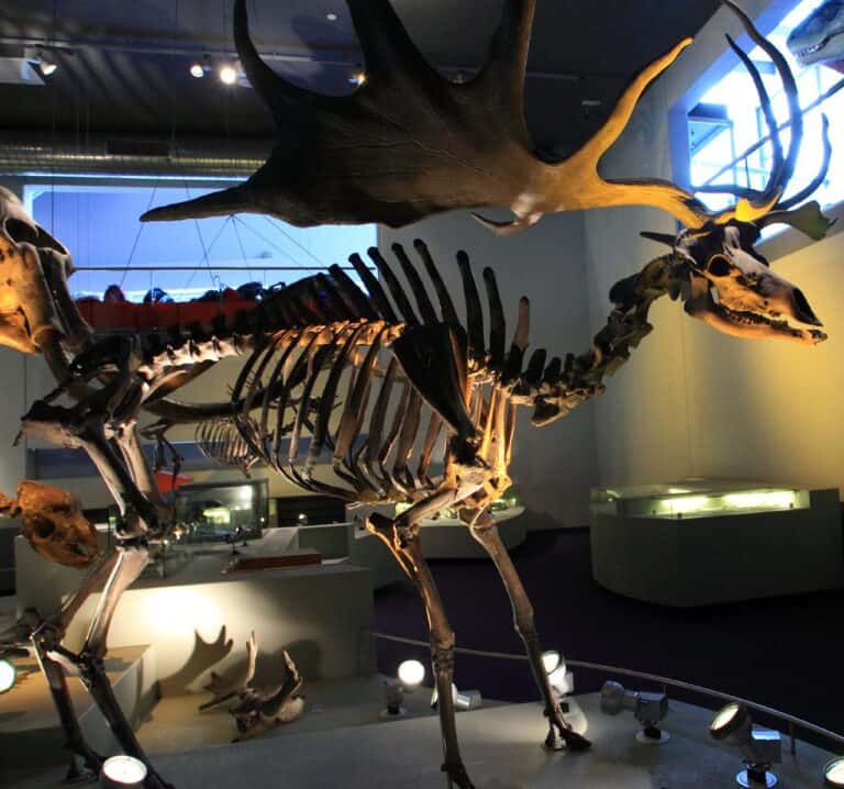 The Role of the Irish Elk in Prehistoric Ecosystems