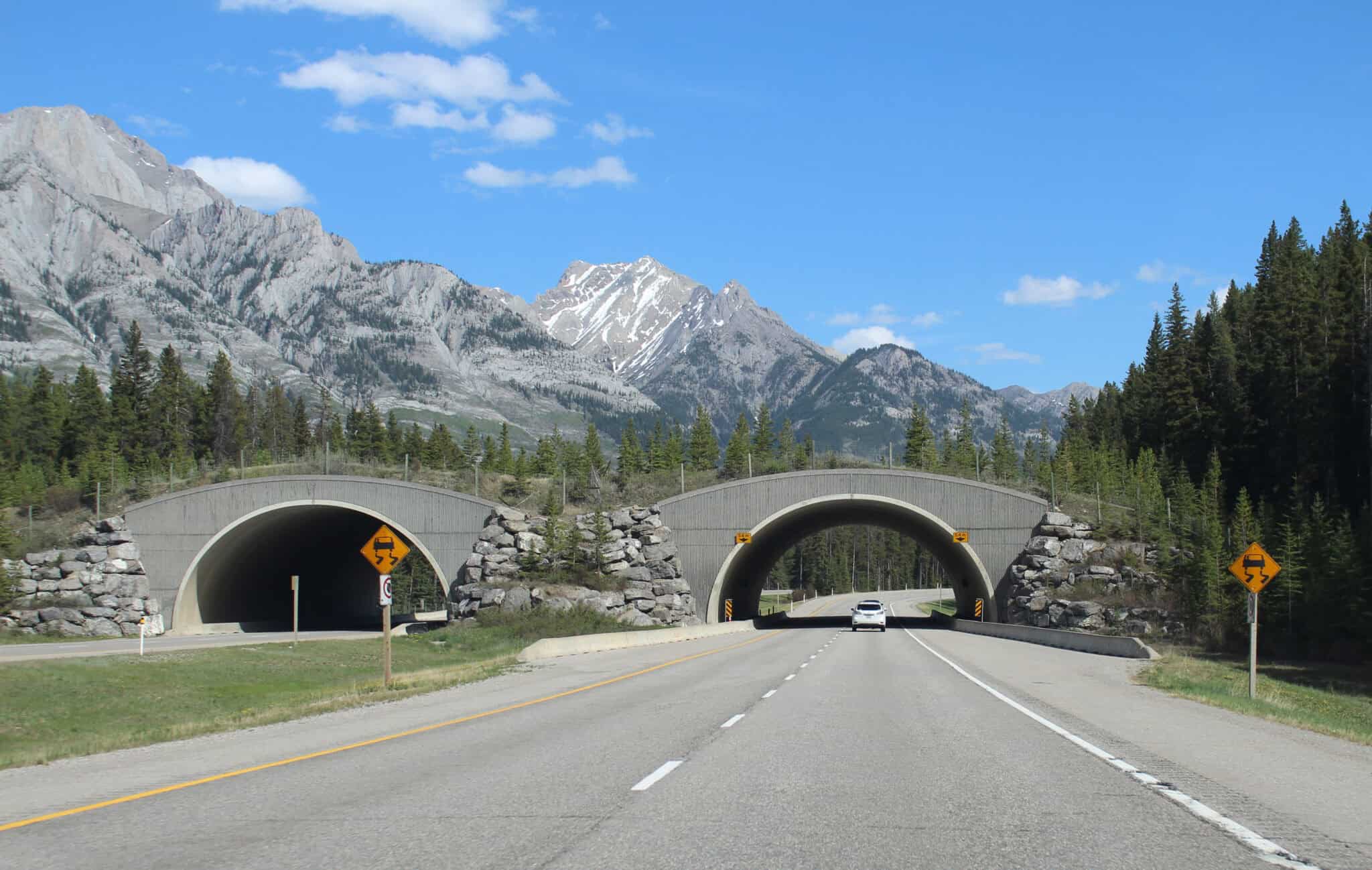 12 Wildlife Corridors Restoring Ecosystems Worldwide