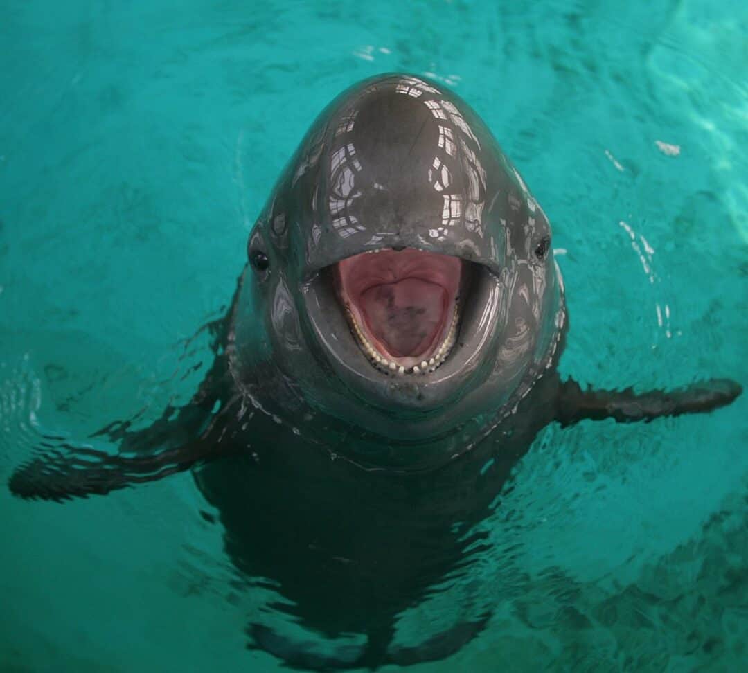20 Animals That Could Disappear in the Next 50 Years - Animals Around ...