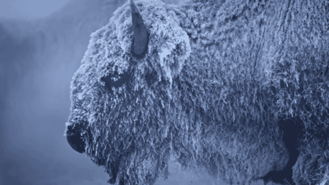 Incredible Video Captures Frozen Bison Trudging Through Snow at -37F in ...