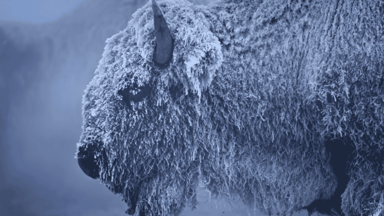 Incredible Video Captures Frozen Bison Trudging Through Snow at -37F in ...