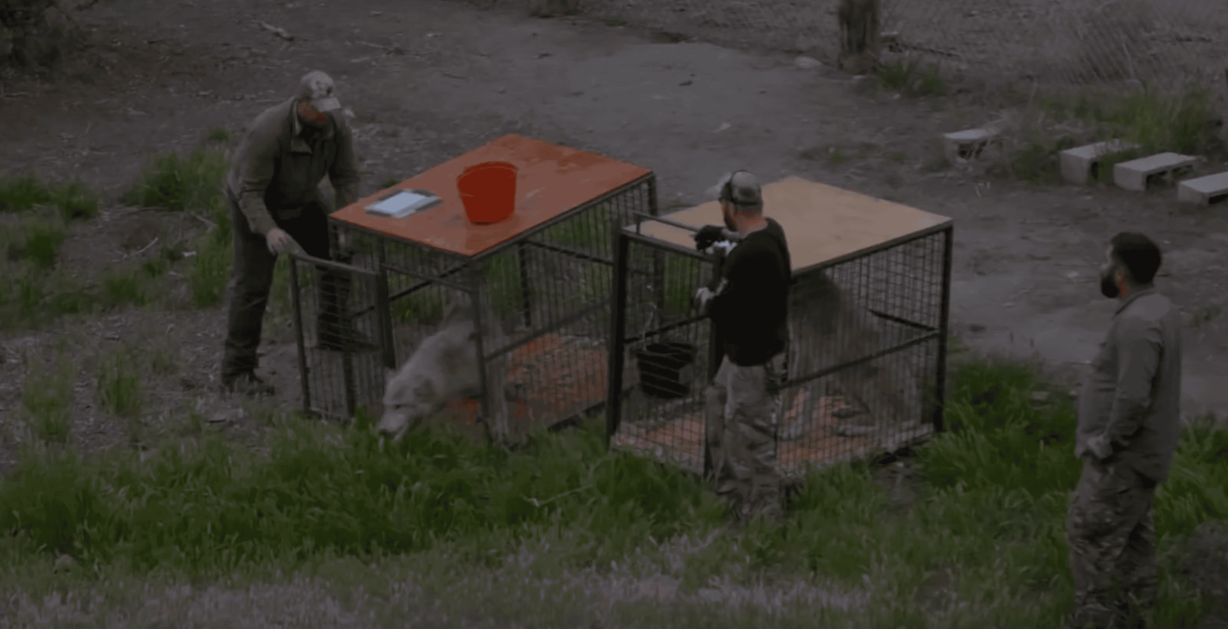 Rescued Wolves Find A Loving New Home - Animals Around The Globe