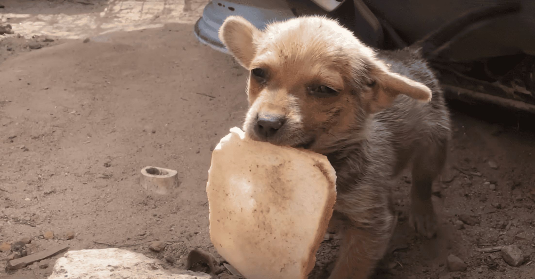 Tiny Puppy Was Smaller Than The Piece Of Bread He Found - Animals ...