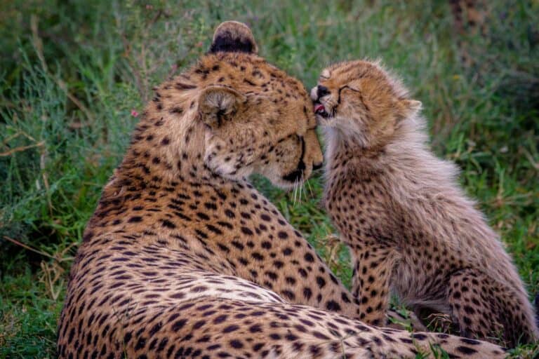 Looking Ahead: The Future of Global Wildlife Conservation Efforts ...