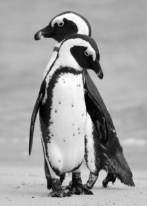 Why Do Penguins Propose with Pebbles? - Animals Around The Globe